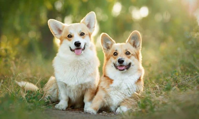 How To Breed A Corgi? How Do Corgis Mate? - Corgi Care