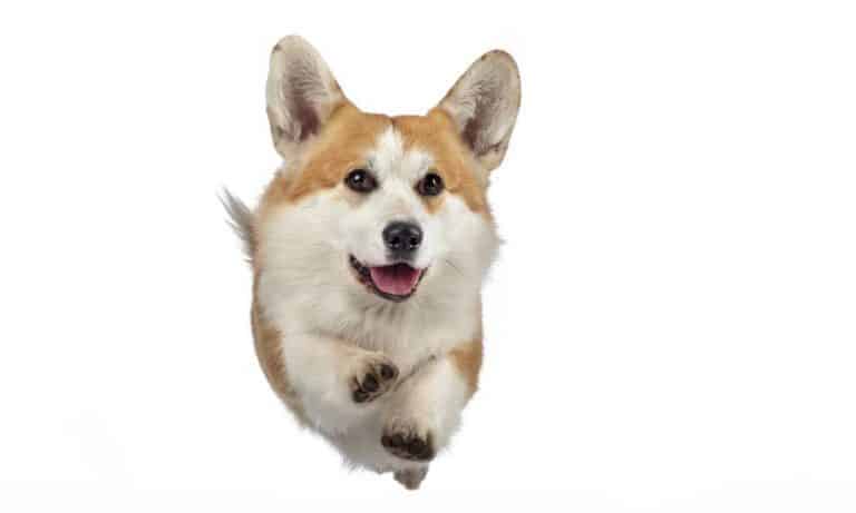 How To Calm Down A Corgi? When Do Corgis Settle Down? - Corgi Care