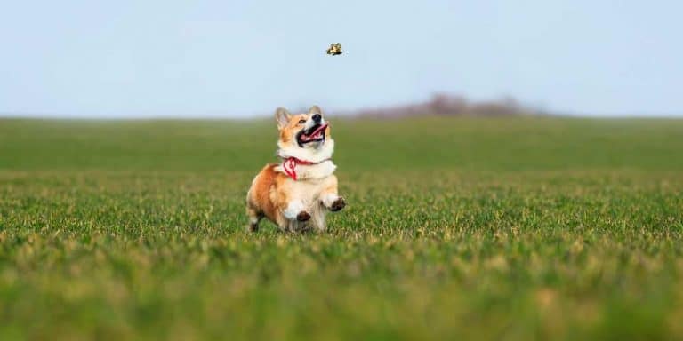Why Do Corgis FRAP? A Useful Guide For Handling The Zoomies - Corgi Care