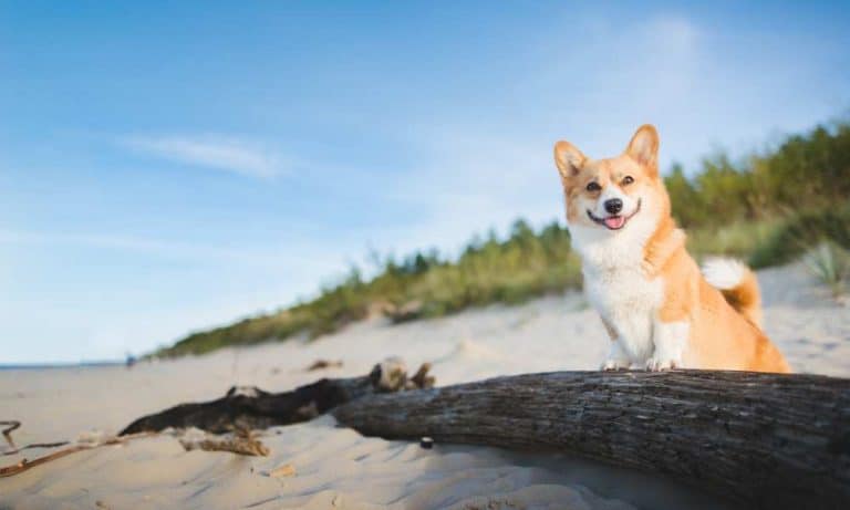 How To Keep A Corgi Busy? - Corgi Care