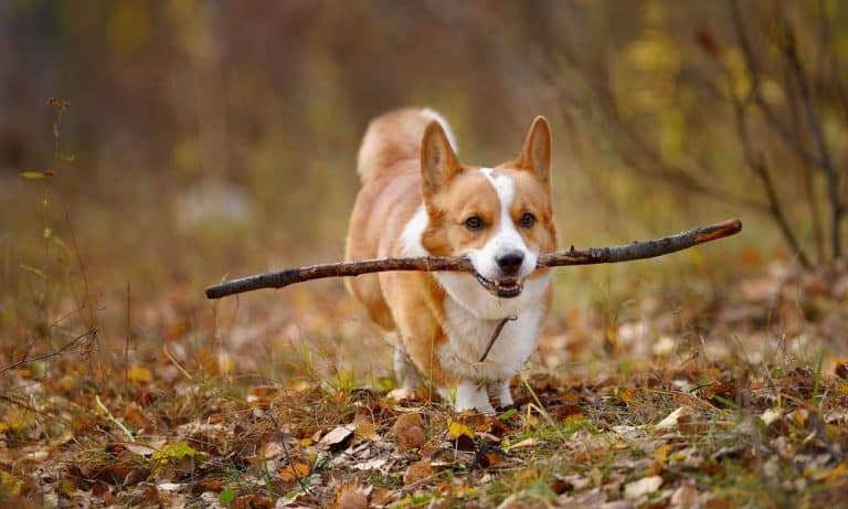 How To Keep A Corgi Busy? - Corgi Care