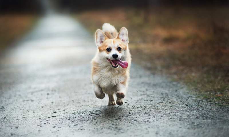 Are Your Corgis Happy? How To Keep A Corgi Entertained? – Corgi Care
