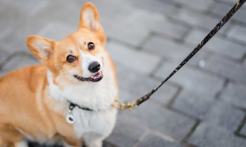 Corgi Care - Everything about the Corgi