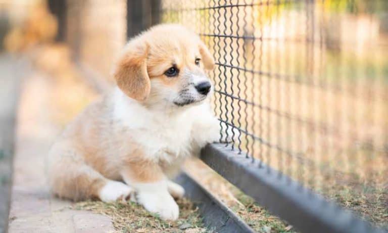 How To Rescue A Corgi? Are Corgis In Shelters? – Corgi Care