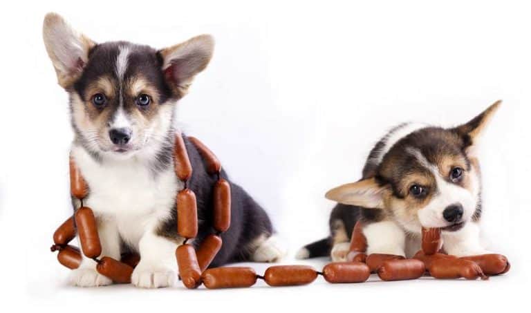 Do Corgis Eat Fast? Why Is That Dangerous? - Corgi Care