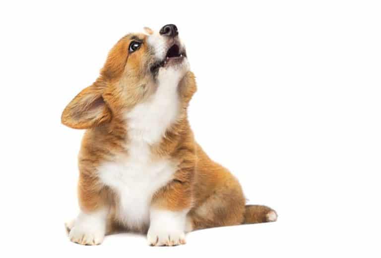 How To Stop Aggression In Corgis? - Corgi Care