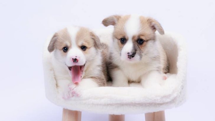 Pink Nose in Corgis: Are Corgis Born With Pink Noses? - Corgi Care