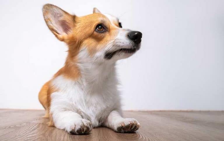 How To Teach A Corgi To Play Dead? - Corgi Care