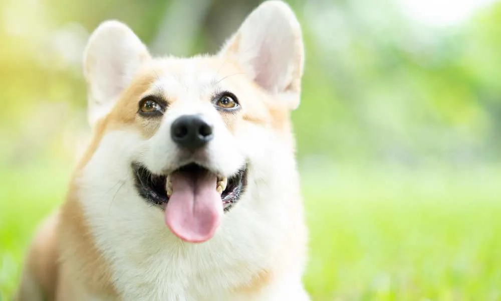 Can You Train A Corgi Not To Bark