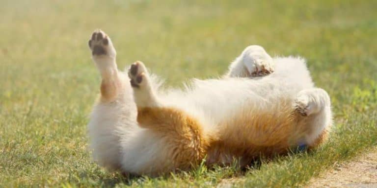 How To Train A Corgi To Roll Over? Can Corgis Roll Over? - Corgi Care