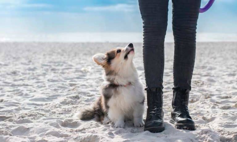 How To Train A Corgi To Roll Over? Can Corgis Roll Over? - Corgi Care
