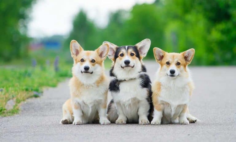 How To Train A Corgi To Stop Barking? - Corgi Care