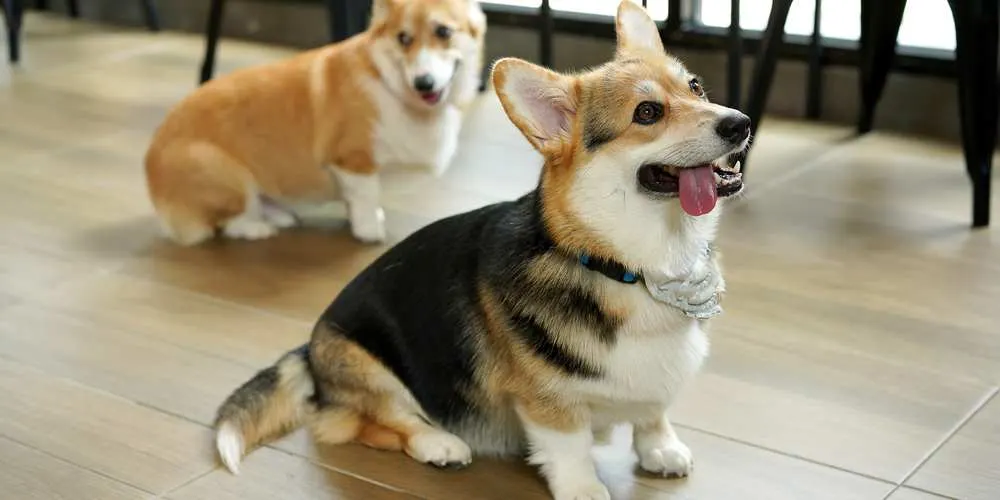 How Do You Train A Corgi Not To Nip