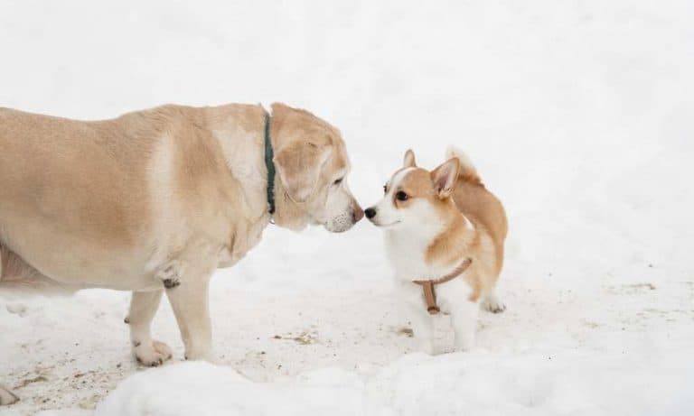 Do Corgis And Labs Get Along? - Corgi Care