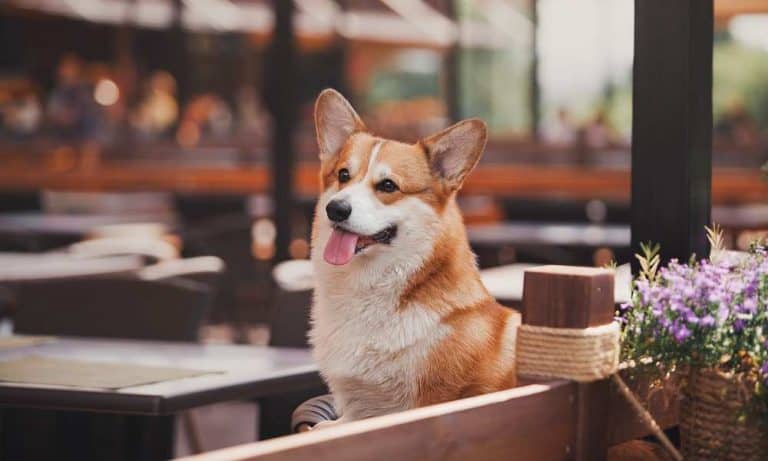 Why Do Corgis Make Good Pets? How Good Are Corgis As Pets? - Corgi Care