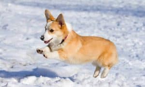 Can Corgis Jump High? How High Can Corgis Jump? - Corgi Care
