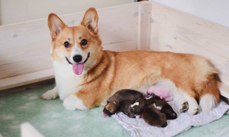 How To Breed A Corgi? How Do Corgis Mate? - Corgi Care