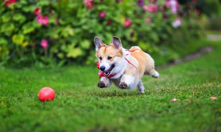 How To Keep A Corgi Busy? - Corgi Care