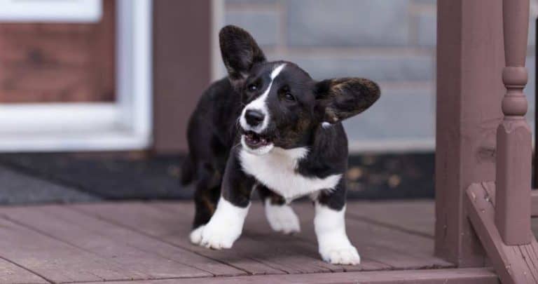Barking In Corgis: Do Corgis Bark A Lot? - Corgi Care