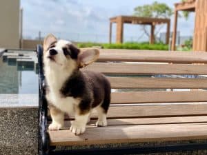 Corgi Health Problems: Most Common Diseases In Corgis - Corgi Care