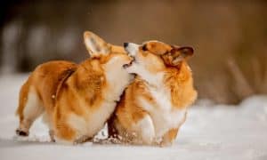 Why Do Corgis Fight? Are They Territorial? - Corgi Care