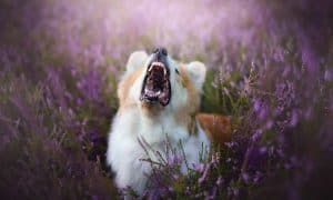 How To Stop Aggression In Corgis? - Corgi Care