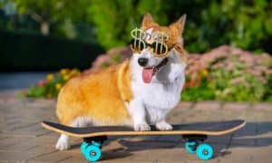 Corgi Workout: How Much Exercise Do Corgis Need? - Corgi Care
