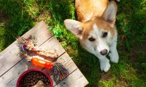 Corgi Workout: How Much Exercise Do Corgis Need? - Corgi Care
