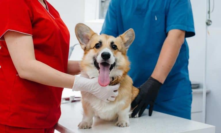 How To Care For A Corgi? - Corgi Care