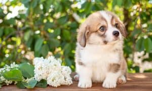99 Best Names For Corgis: How To Name A Corgi? - Corgi Care