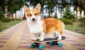 Corgi Size: Are Corgis Small Or Medium Dogs? - Corgi Care