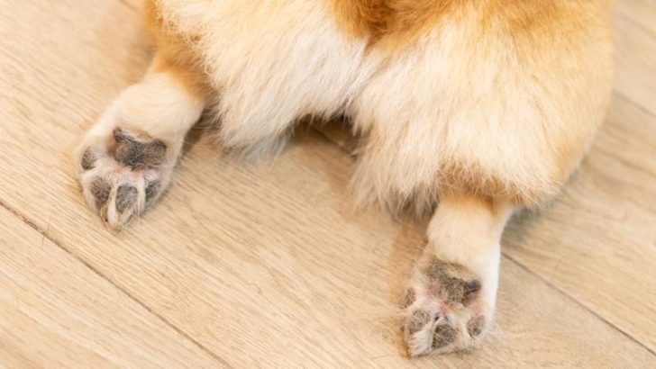 Pododermatitis in Corgis: Why Are My Corgi's Feet Red and Itchy ...