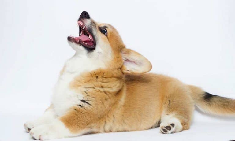 How To Stop Aggression In Corgis? - Corgi Care