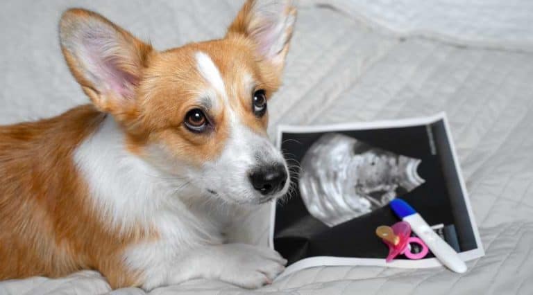 Corgi Shedding: Do Corgis Shed A Lot? - Corgi Care