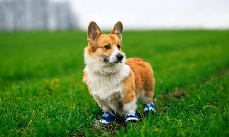 Do Corgis Need Winter Coats? - Corgi Care
