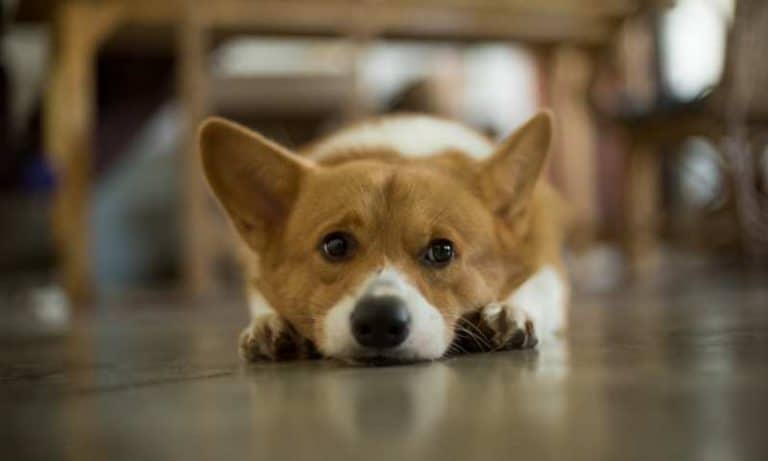 Are Corgis Good Service Dogs? - Corgi Care