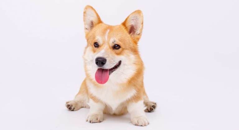 Corgi Lifespan: How Long Do Corgis Live? - Corgi Care