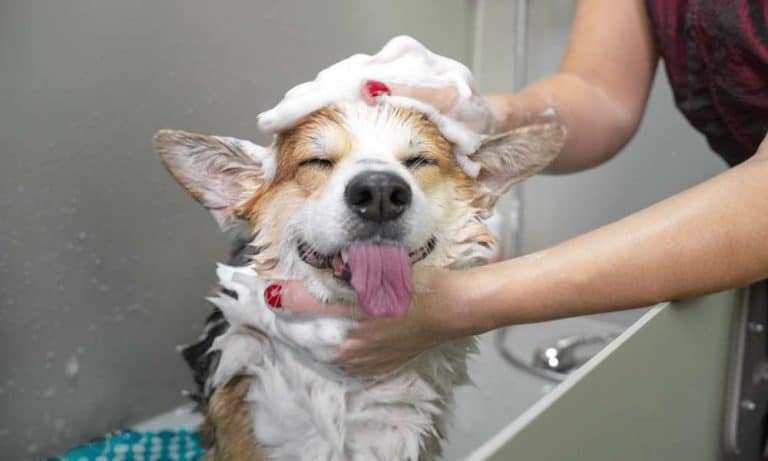 Why Do Corgis Float In Water? - Corgi Care