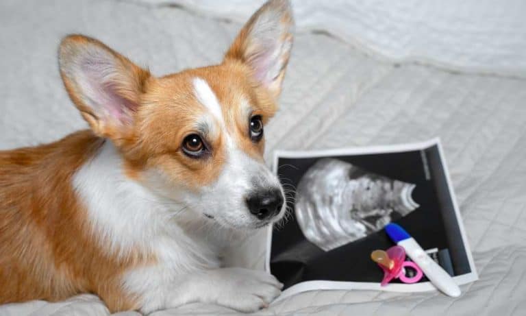 How To Breed A Corgi? How Do Corgis Mate? - Corgi Care