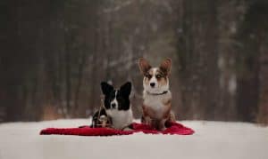 Can Corgis Live In Cold Weather? Do Corgis Get Cold? - Corgi Care