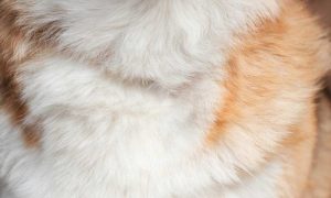 Skin Conditions In Corgis: Do Corgis Have Sensitive Skin? - Corgi Care