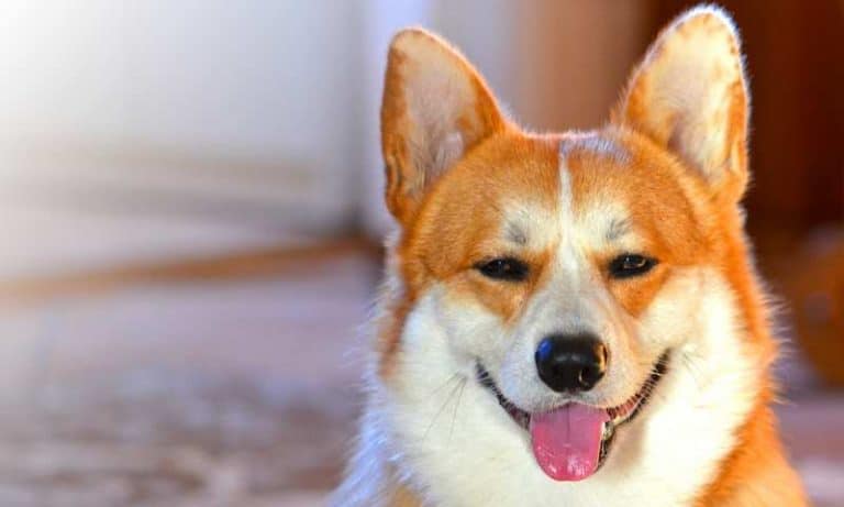 Skin Conditions In Corgis: Do Corgis Have Sensitive Skin? - Corgi Care