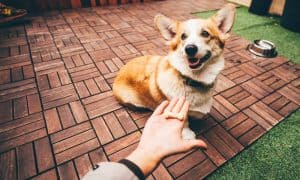 Why Do Corgis Bite So Much? Why Do Corgis Bite Ankles? - Corgi Care