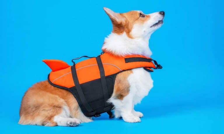 Why Do Corgis Float In Water? - Corgi Care