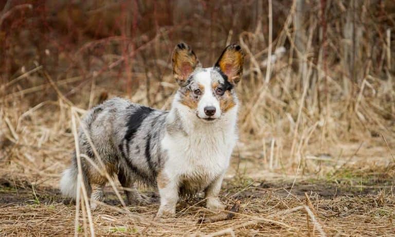 Types Of Corgis: Cardigan Vs. Pembroke Welsh Corgi - Corgi Care