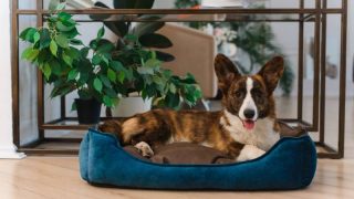 Corgi Ear Position: What It Means and How to Interpret It? - Corgi Care