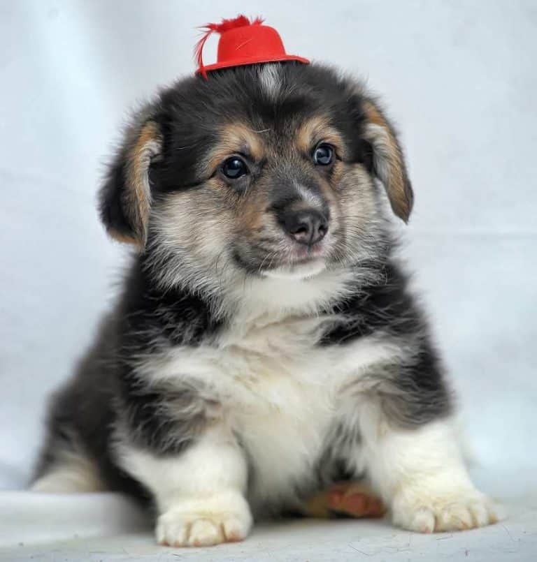 What Are Cowboy Corgis? - Corgi Care