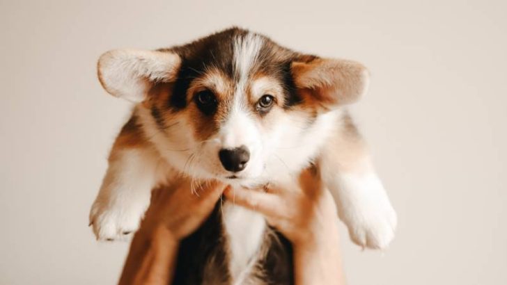 Why is My Corgi's Nose Red? Are There Any Health Issues? - Corgi Care