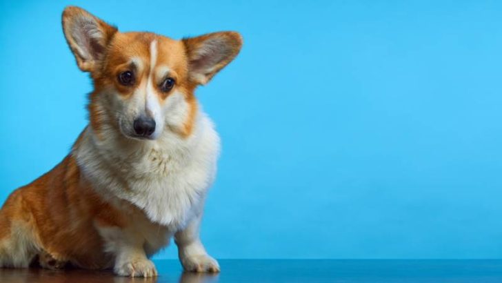 Corgi Ear Position: What It Means and How to Interpret It? - Corgi Care