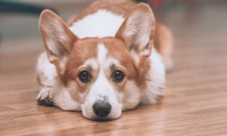 Why Does My Corgi Look Sad? - Corgi Care